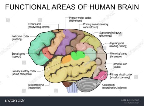 Human Brain Anatomy Brain Functional Areas Stock Illustration 2593695807 Shutterstock