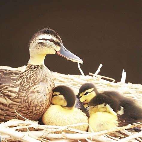 Motherduck Launches New Cloud Analytics Platform Built On Duckdb Siliconangle