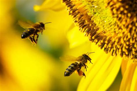 꿀 따는 벌 꽃가루 옮기는 벌…맞춤식으로 접근해야 한다