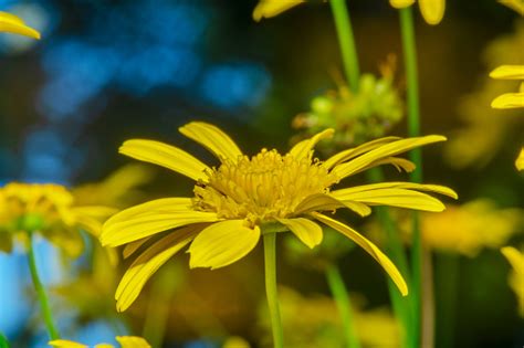 배경에 꽃 노란 눈을 가진 노란 거 베라 데이지의 풍경 촬영 0명에 대한 스톡 사진 및 기타 이미지 0명 꽃 나무 꽃 꽃의 구조 Istock