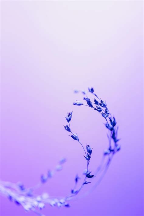 보라색과 분홍색 배경에 식물의 클로즈업 사진 Unsplash의 무료 폴란드 이미지