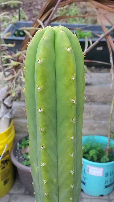 Introducing My New Cocktus Album On Imgur