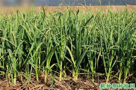 大蒜生长过程是怎么样生长过程中的习性是怎么样 耕种帮种植网
