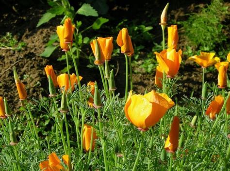 Едногодишни и многогодишни цветя които се засаждат през есента