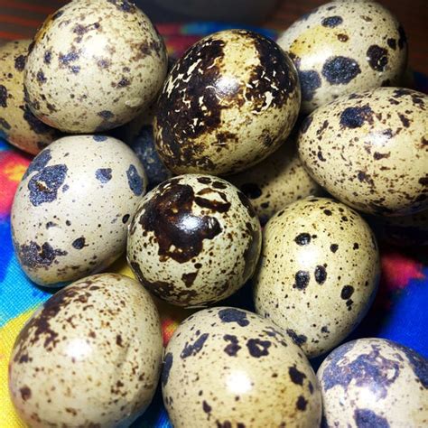 Pugo By Yankumi19 On Deviantart