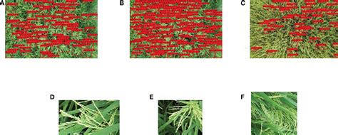 frontiers universal detection of curved rice panicles in complex environments using aerial