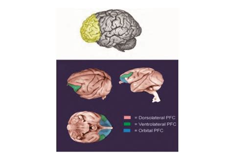 Prefrontal Cortex Become Cognition Processing Center Source Download Scientific Diagram