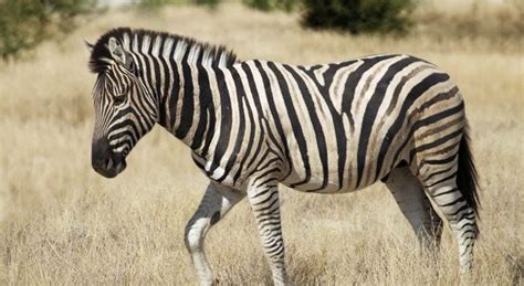 Zebra Zebra Zebras Mammals
