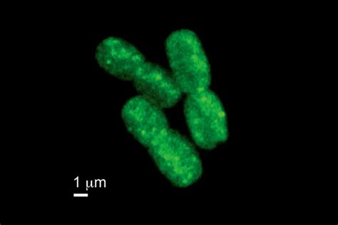 Synechococcus Smithsonian Ocean