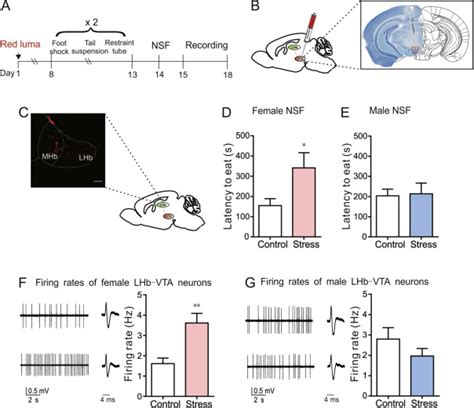 Sex Differences In The Neuroadaptations Of Reward Related Circuits In Response To Subchronic