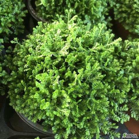 셀라기넬라 구름자리 10cm화분묘 묘종 3개 실내월동 여러해살이 지피식물 선태식물 천지가야생화 야생화허브수생식물채소동백 심폴