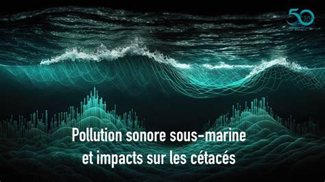 Pollution Sonore Sous Marine Et Impacts Sur Les Cétacés Youtube