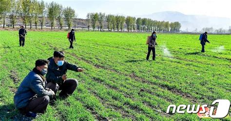 밀 농사 추진하는 북한 농장 일꾼들다수확 위해 분발