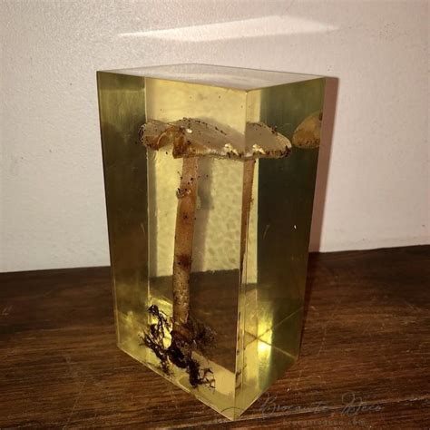 Vintage Resin Block With Mushroom Inclusion Lpm Inclusion Resin