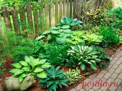 Многолетний садовый цветок Хоста Hosta Декоративный травянистый мног Мир комнатных садовых