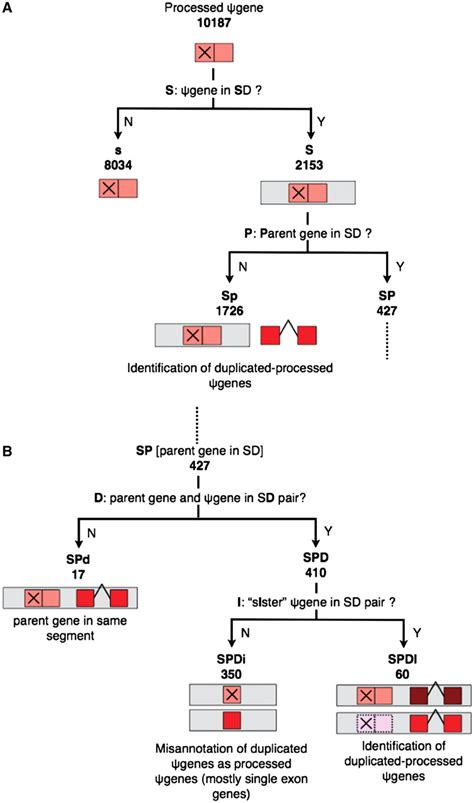 Schematic Showing The Classification Of Processed Pseudogenes Based On