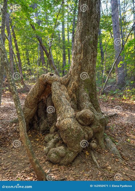 A Tree Trunk Of Interesting Curved Shape In A Dense Seaside Fores Stock Image Image Of Bright