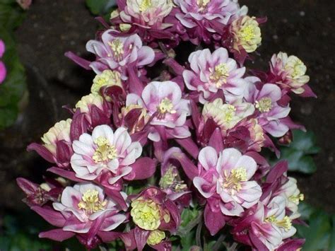 წყალიკრეფია მრავალწლიანი ულამაზესი ბაღის ყვავილი სასარგებლო რჩევები