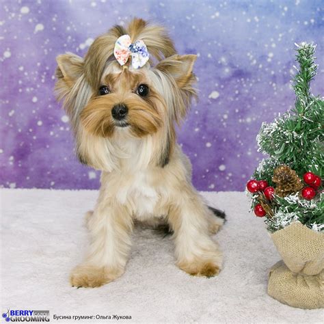 Стрижка собак и кошек в Москве Berry Grooming ВКонтакте