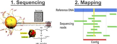 Typical Workflow Of A RNA Seq Study The First Step Comprises The Download Scientific Diagram