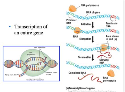 DNA RNA Flashcards Quizlet