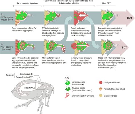 Model Of Early Phase Regurgitative Transmission Of Y Pestis By Pier Download Scientific