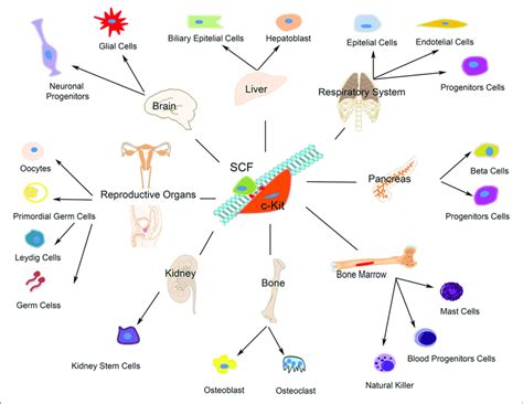 Schematic Representation Of C Kit Expressing Cells The Download Scientific Diagram