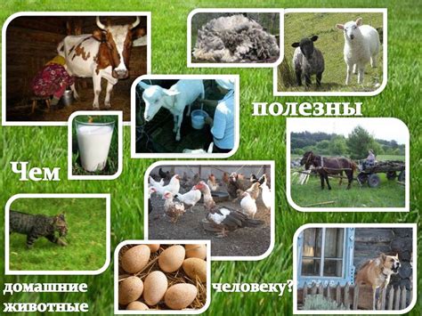 Деревенский двор Какие животные живут в сарае Online Presentation