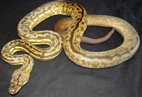 Timor Python Facts And Pictures