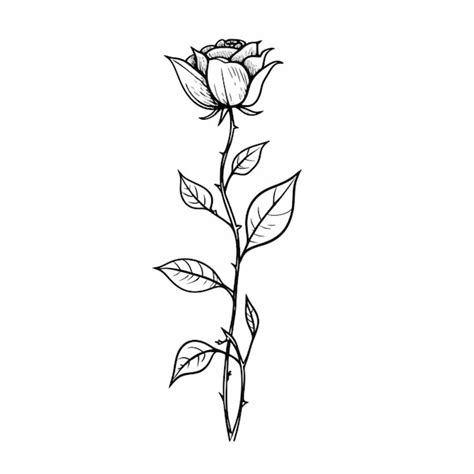 Rose Stem Outline