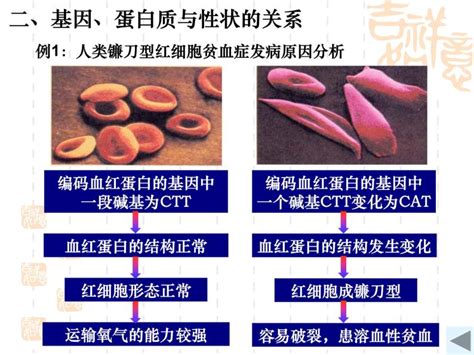 高中生物第2节 基因表达与性状的关系课文ppt课件 教习网 课件下载