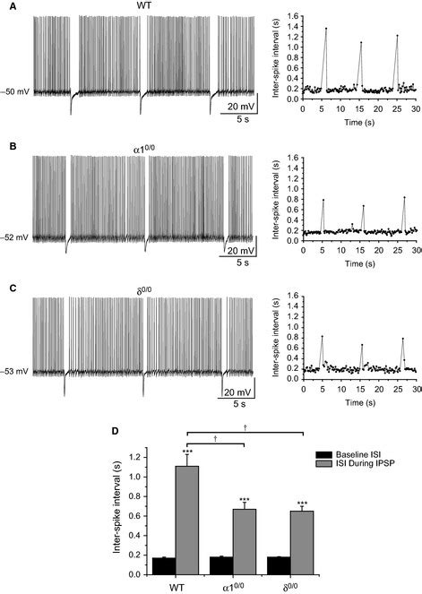 Synaptic And Extrasynaptic Gabaars Influence Phasic Suppression Of Vb