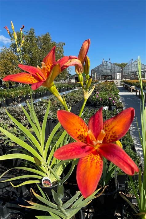 Candy Lily Freckle Face Belamcanda Flabellata