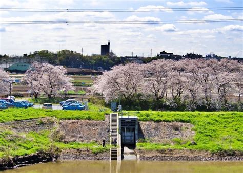 写真BLOG荒川河川敷の桜埼玉県和光市 東京フォト鉄道
