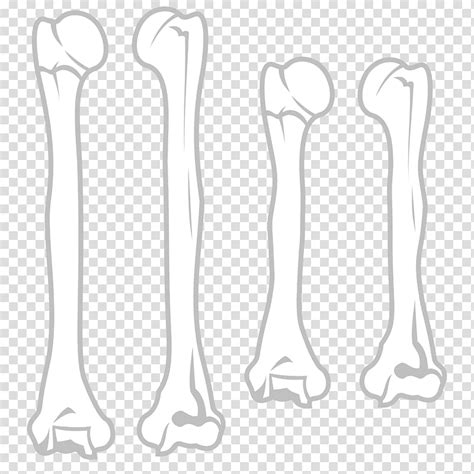 Human Leg Bone Clipart Images