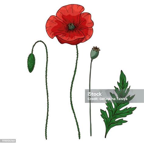빨간 양귀비 꽃입니다 아빠 녹색 줄기와 잎 디자인 요소 집합입니다 손으로 그린 벡터 그림입니다 흰색 배경에 격리 꽃 나무에 대한 스톡 벡터 아트 및 기타 이미지 Istock