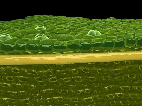 Mesophyll Leaf Structure Epidermal Cells Plant Cell 3d Model 179 Ma