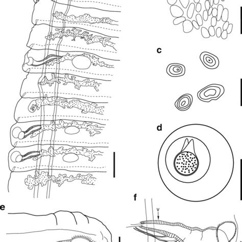 Bertiella Satyri From P Abelii Sumatra Sequence Comparison Of 18s Download Scientific