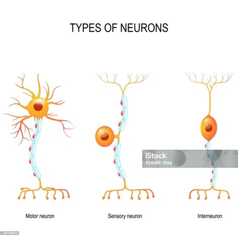 Motor Neuron Model