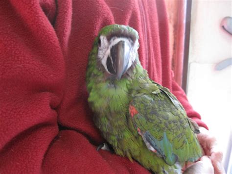 ヒメコンゴウインコ