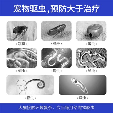 鑫安体外驱虫药猫体内猫咪除跳蚤宠物幼猫犬体内外一体药狗狗专用 虎窝淘
