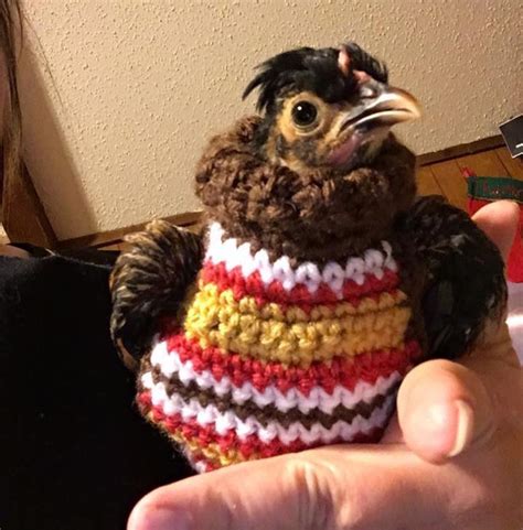 15 миленичиња со „стил“ на кои сопствениците сами одлучиле да им дизајнираат облека Мотика