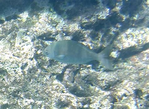 同定お願いいたします4 WEB魚図鑑