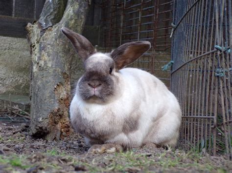 Grey Rabbit With Black Free Photo On Pixabay