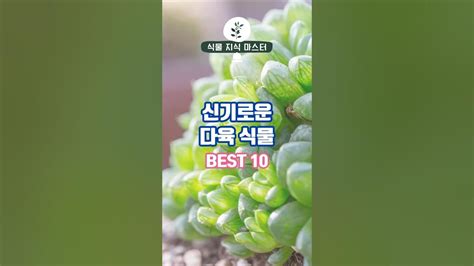 신기한 다육식물 Top10 초보 식집사를 위한 반려식물 Youtube