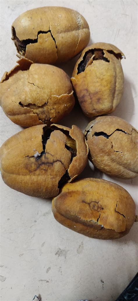 Rukda Dried Hingot Fruit Balanites Roxburghii Desert Date Egyptian Myrobalan Hingan