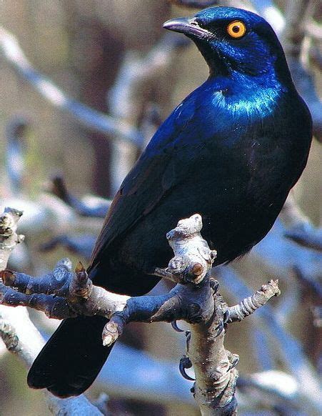 丽椋鸟属图册360百科