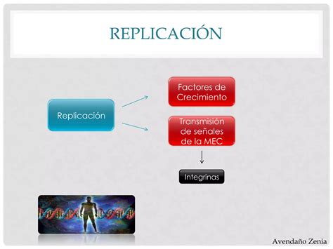 Ciclo Celular Y Regulación De La Replicación Celular Ppt