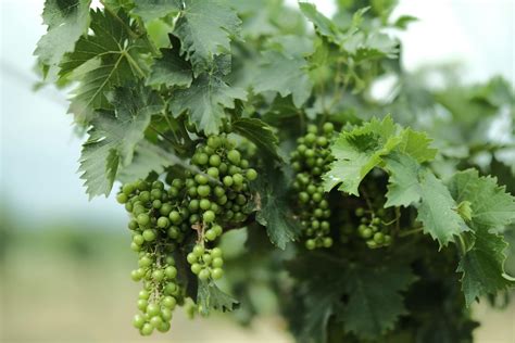 경치 계절 과일 광합성 나뭇잎 녹색 포도 녹지 농업 농업 산업 농장 농촌의 다발 덩굴 들판 무리 무성한 단풍 성장 수확 시골 식물 식물군