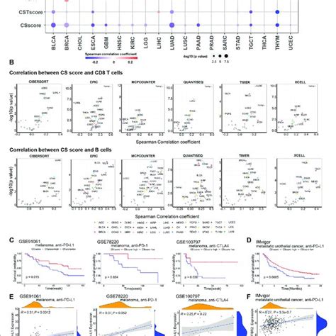 Proposed Functions Of Cst During Telomere Replication A Telomerase Download Scientific